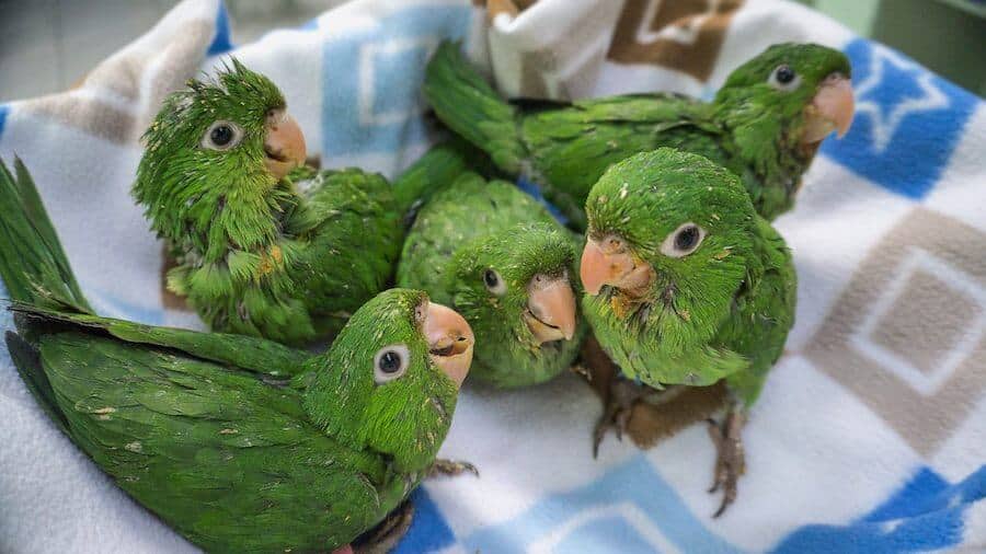 Parrots at the Volunteer Project in Costa Rica - Tico Lingo Spanish ...