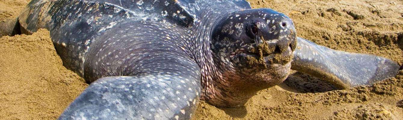 tortuga - Tico Lingo Spanish School in Costa Rica